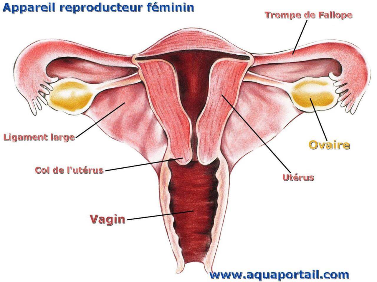 Appareil Reproducteur Définition Illustrée