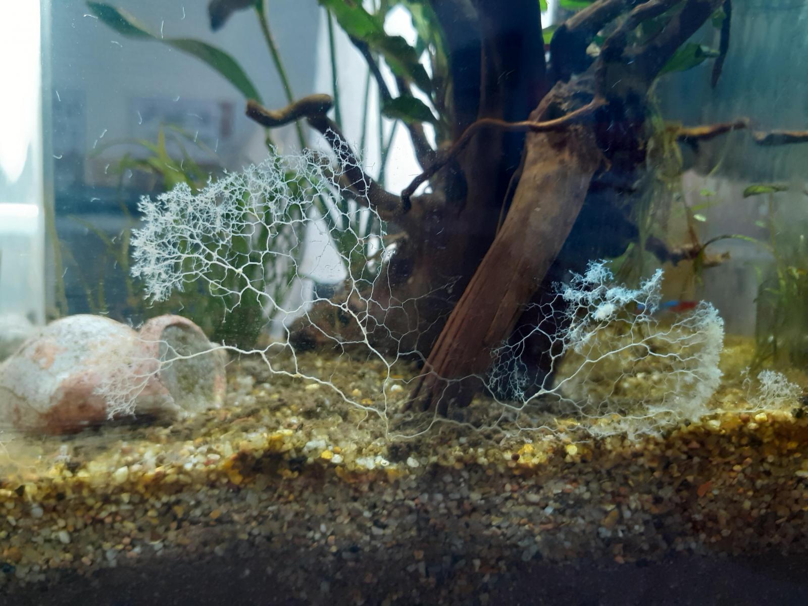 Algue blanche sur les parois de mon aquarium