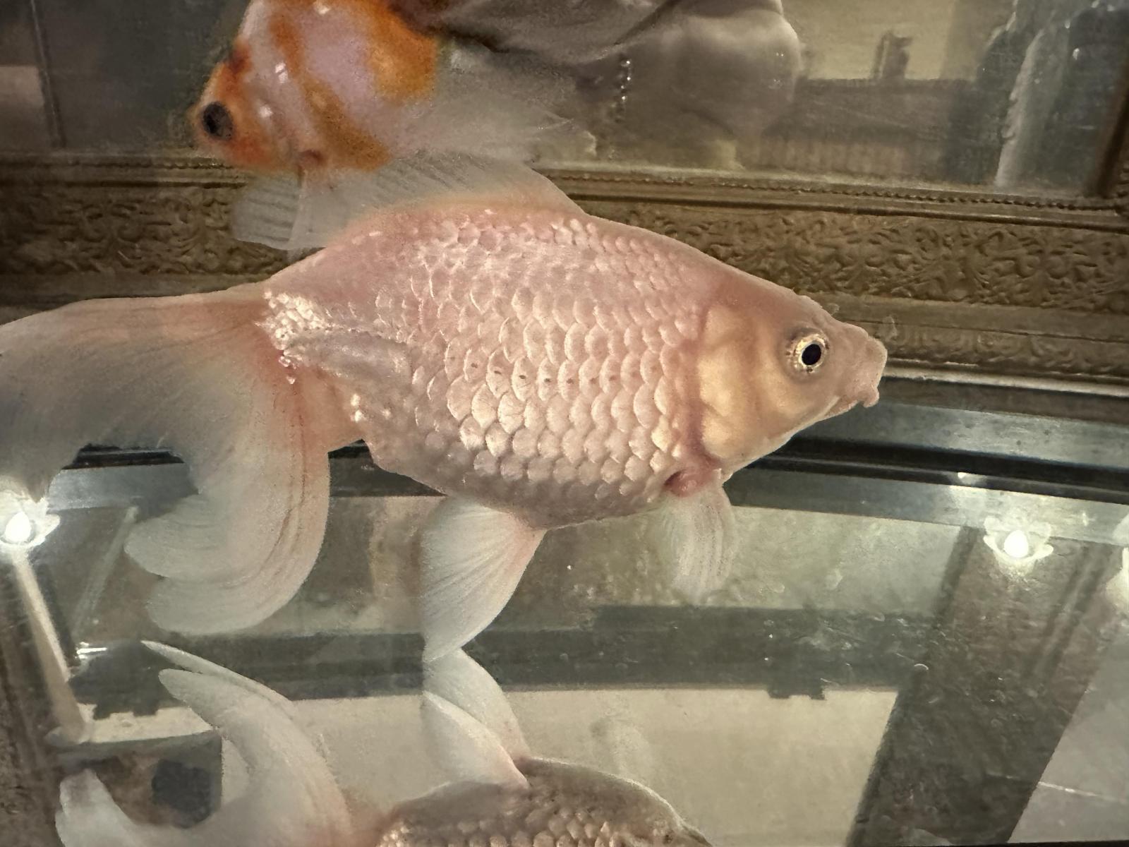 Poisson Voile Aquarium