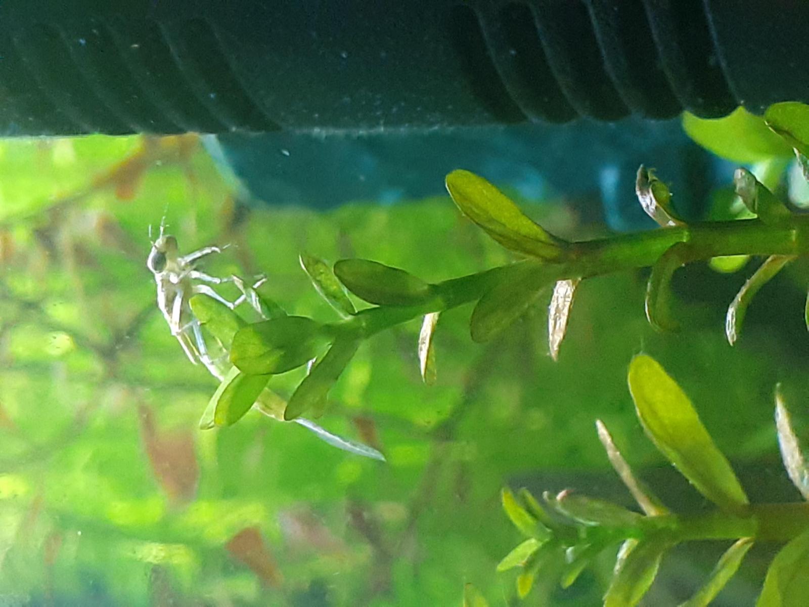 Identification bestiole verte : forum Identification espèces