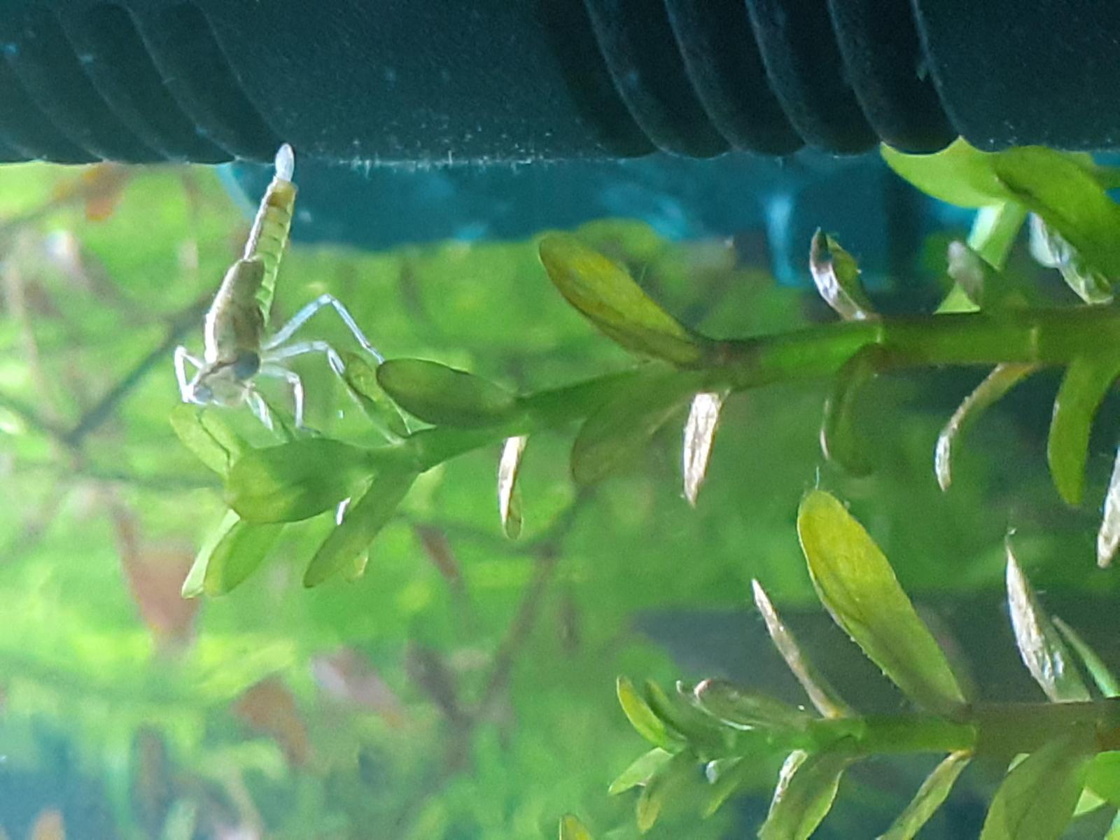 Identification bestiole verte : forum Identification espèces