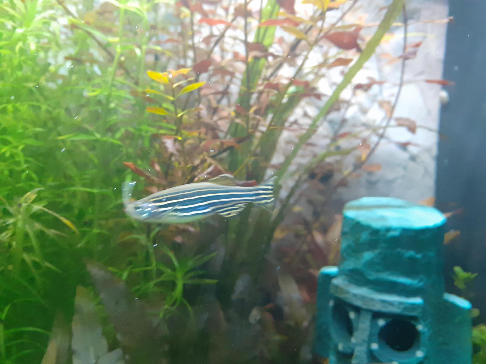 Identification bestiole verte : forum Identification espèces