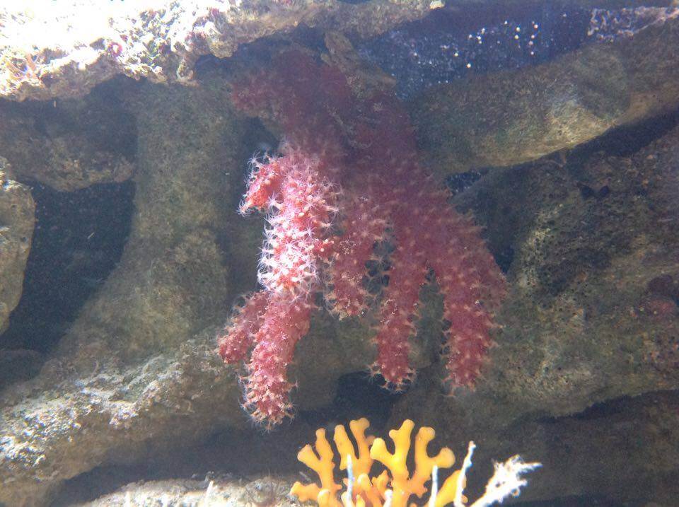 Bien installer mon Nephthyigorgia : forum Poissons récifaux