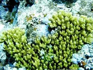 Acropora anthocercis (corail ensablé)