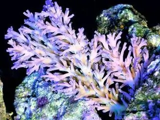 Acropora carduus