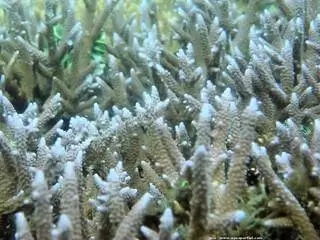 Acropora parilis