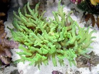 Acropora suharsonoi