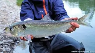 Alosa fallax : alose feinte