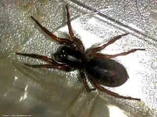 Amaurobius ferox (amaurobe féroce)