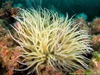 Anemonia manjano (majano)