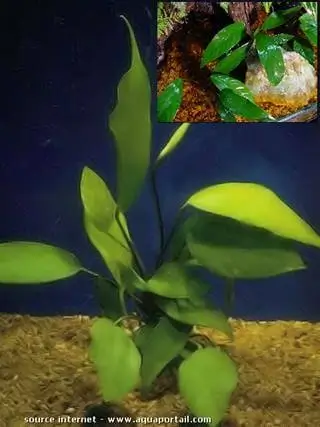 Anubias x frazeri : anubie de Frazer