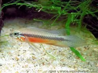 Apistogramma elizabethae (a208)