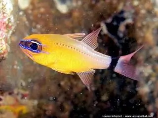 Pterapogon kauderni (apogon de kaudern)