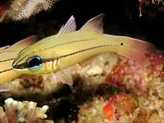 Apogon cyanosoma (apogon à rayures jaunes)