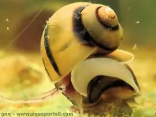 Asolene spixi (escargot pomme zébré)