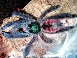 Brachypelma albopilosum