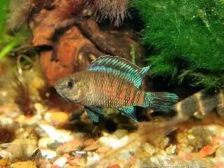 Badis badis (badis caméléon)