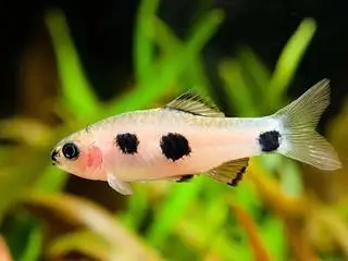 Barbus barbus (barbeau)