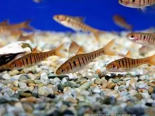 Barbus barbus (Barbeau)