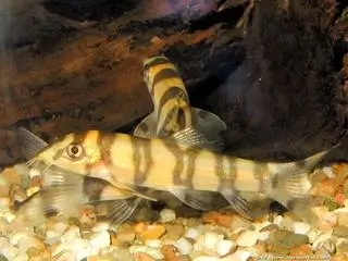 Botia almorhae (Loche Yo-yo)