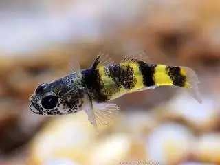 Brachygobius xanthomelas