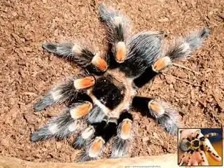 Theraphosa blondi (Araignée Goliath, mygale de Leblond)