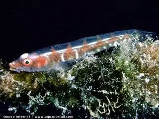 Bryaninops amplus (gobie nain des gorgones)