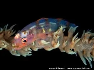 Bryaninops amplus (Gobie nain des gorgones)
