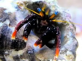 Calcinus laevimanus (bernard-l'ermite à grosse pince)