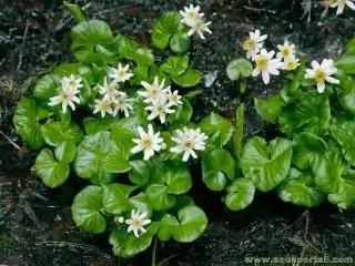 Caltha natans (populage flottant)