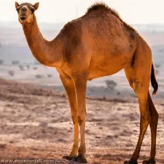 Camelus (genre) : chameaux