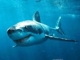 Carcharodon carcharias (grand requin blanc)