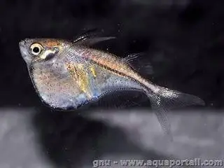 Carnegiella strigata Poisson hachette marbré