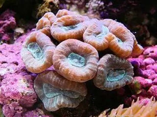 Caulastrea furcata