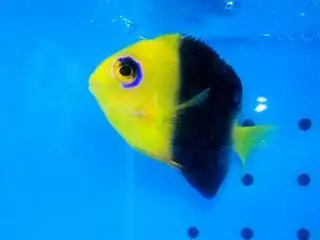 Centropyge joculator (poisson-ange nain à tête jaune)
