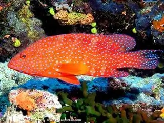 Cephalopholis miniata (mérou minium)