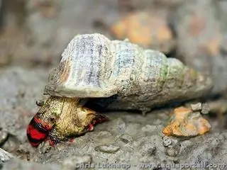 Cerithidea obtusa (potamide obtus)