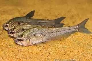 Charax condei