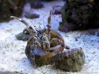 Clibanarius tricolor (bernard-l'ermite tricolore)