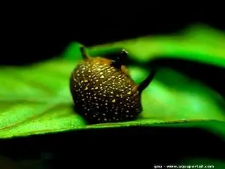 Clithon corona (clithon couronné)