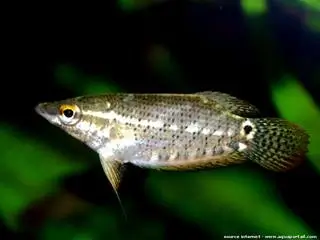 Ctenops nobilis (gourami fragile)