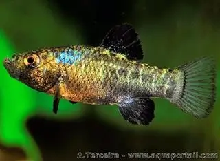 Cyprinodon macularius (poisson mordeur du désert)