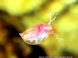 Daphnia magna (grande daphnie)