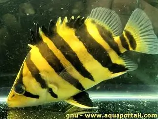Datnioides microlepis (perche tigre)