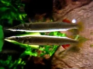 Dermogenys pusilla (demi-bec)