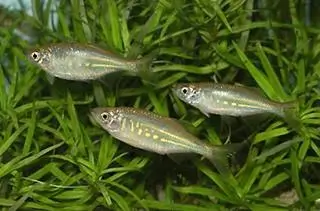 Devario auropurpureus (Rasbora pourpre doré)