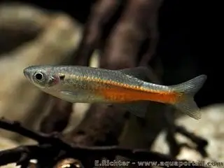 Devario malabaricus (danio malabar)