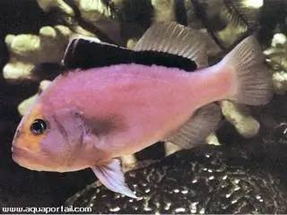 Diploprion bifasciatum (diploprion à deux bandes)