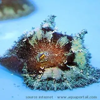 Discosoma nummiforme (anémone disque)