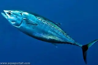 Euthynnus alletteratus (thonine commune)